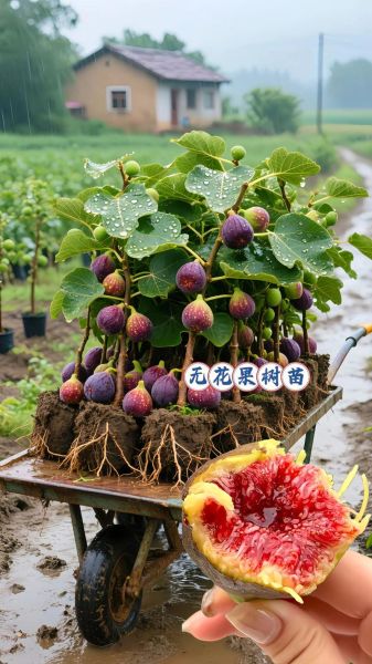 无花果树怎么养_无花果树几年结果-第1张图片-山城妙识