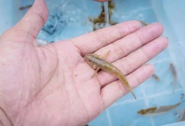 沙塘鳢吃什么_沙塘鳢怎么养-第2张图片-山城妙识