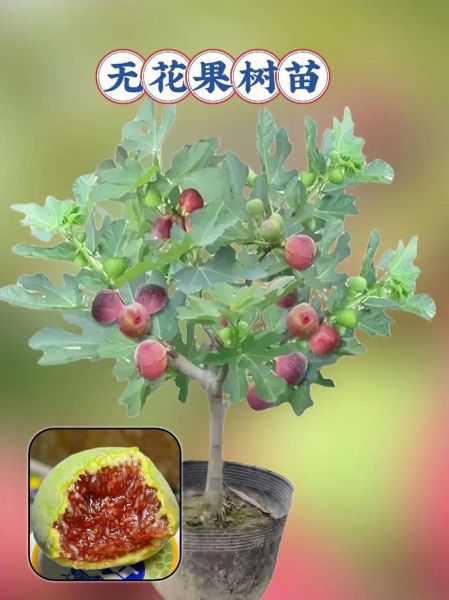 无花果树怎么养_无花果树几年结果-第2张图片-山城妙识