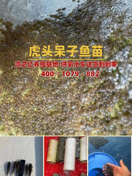 沙塘鳢吃什么_沙塘鳢怎么养-第3张图片-山城妙识