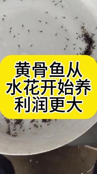 黄骨鱼养殖技术教程_黄骨鱼养殖常见问题-第1张图片-山城妙识