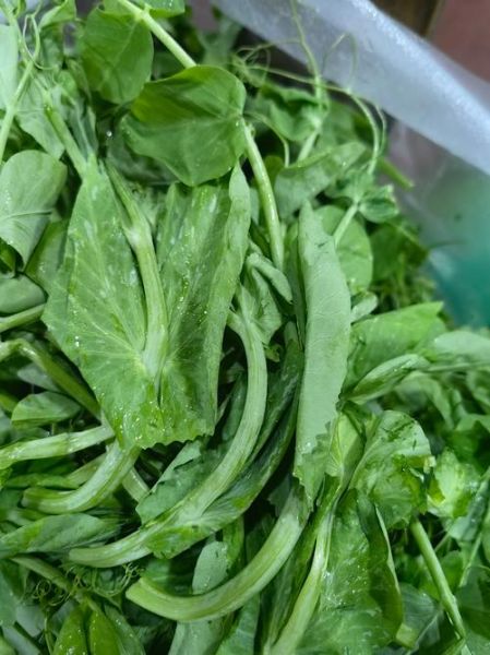 豌豆尖怎么炒好吃_豌豆尖做法窍门-第1张图片-山城妙识