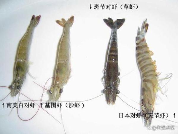 海虾和淡水虾的区别_海虾和淡水虾哪个更好吃-第1张图片-山城妙识