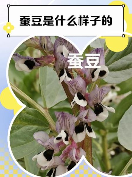 蚕豆长什么样_蚕豆外形特征图解-第1张图片-山城妙识