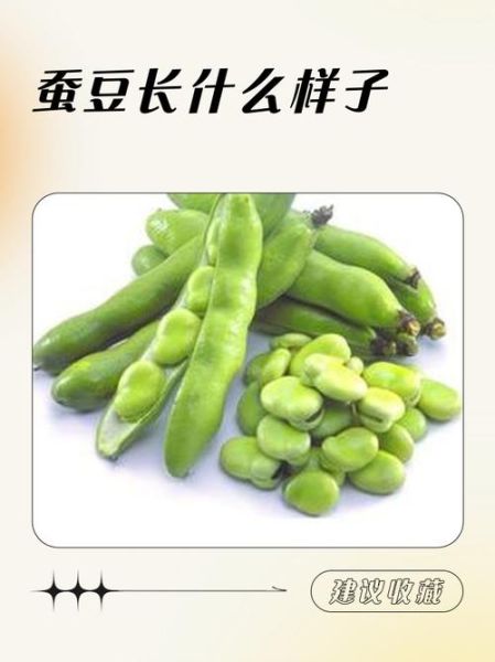 蚕豆长什么样_蚕豆外形特征图解-第2张图片-山城妙识