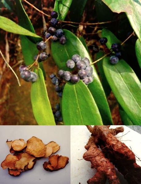 长期喝土茯苓的功效与作用_土茯苓能天天喝吗-第3张图片-山城妙识