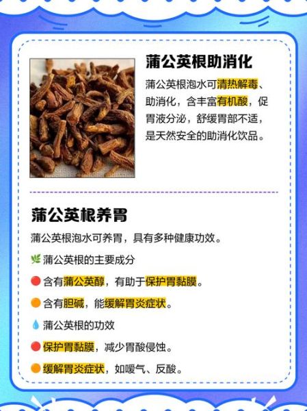 蒲公英怎么泡水喝_蒲公英根和叶哪个更好-第2张图片-山城妙识