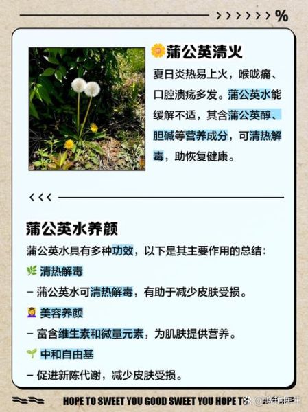 蒲公英怎么泡水喝_蒲公英根和叶哪个更好-第3张图片-山城妙识