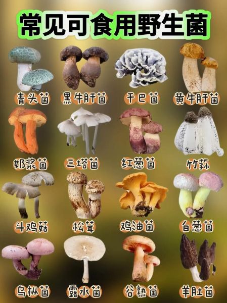 常见食用菌有哪些_32种菇类品种大全-第2张图片-山城妙识