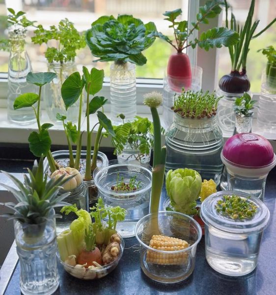 水培蔬菜有哪些_适合家庭阳台的品种-第1张图片-山城妙识