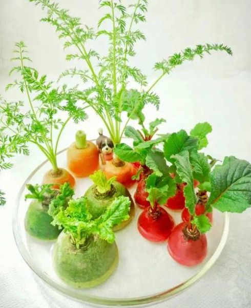 水培蔬菜有哪些_适合家庭阳台的品种-第3张图片-山城妙识