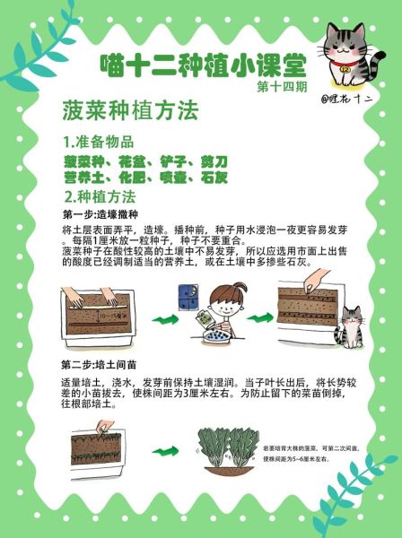 菠菜什么时候播种最好_菠菜种植技术要点-第1张图片-山城妙识