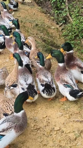 鸳鸯鸭怎么养_鸳鸯鸭能长多大-第1张图片-山城妙识 鸳鸯鸭怎么养_鸳鸯鸭能长多大-第1张图片-山城妙识