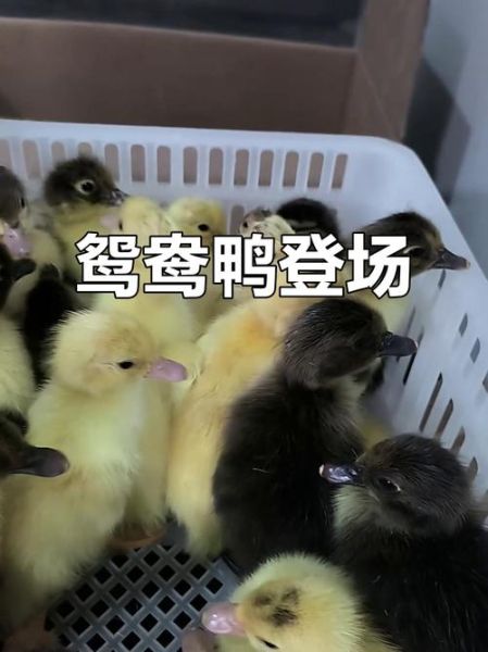 鸳鸯鸭怎么养_鸳鸯鸭能长多大-第2张图片-山城妙识 鸳鸯鸭怎么养_鸳鸯鸭能长多大-第2张图片-山城妙识