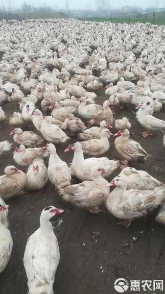 鸳鸯鸭怎么养_鸳鸯鸭能长多大-第3张图片-山城妙识 鸳鸯鸭怎么养_鸳鸯鸭能长多大-第3张图片-山城妙识