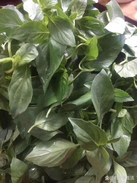 九层塔是什么菜_九层塔怎么吃-第3张图片-山城妙识