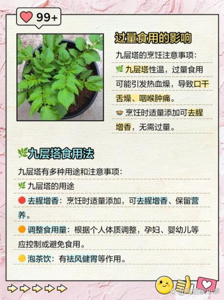 九层塔是什么菜_九层塔怎么吃-第1张图片-山城妙识