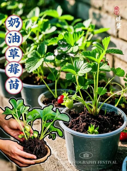 奶油草莓怎么种_奶油草莓种植方法-第1张图片-山城妙识