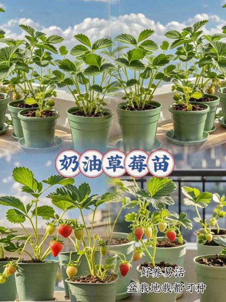 奶油草莓怎么种_奶油草莓种植方法-第2张图片-山城妙识