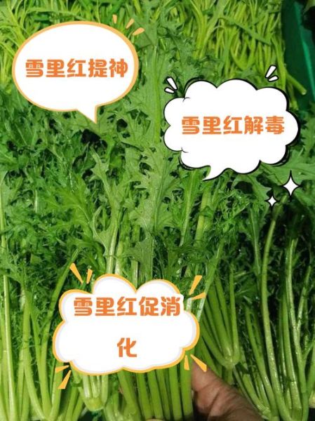 雪里红怎么做好吃_雪里红有哪些功效-第1张图片-山城妙识