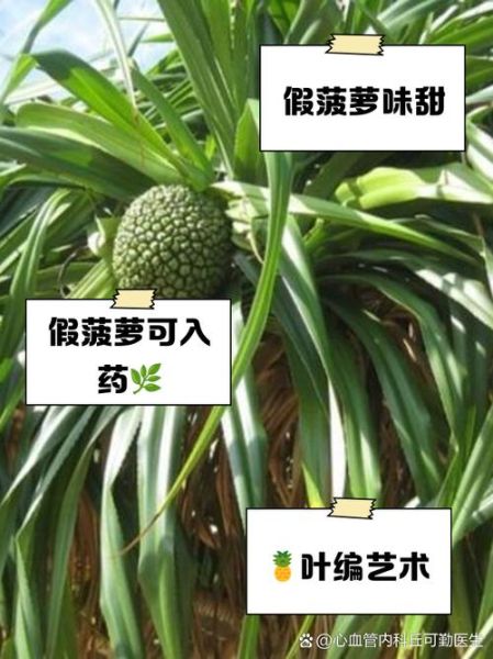 假菠萝的功效与作用_假菠萝怎么吃最好-第1张图片-山城妙识
