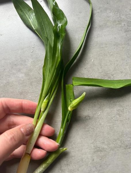 山韭菜图片_如何辨别真假山韭菜-第2张图片-山城妙识