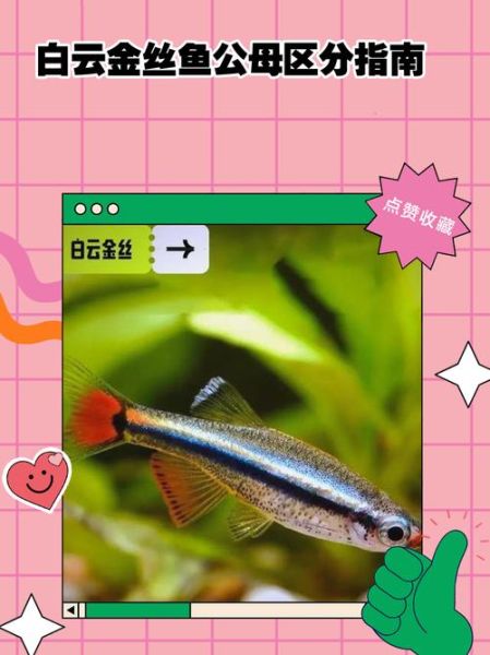 金丝鱼繁殖周期多久_金丝鱼繁殖需要什么条件-第1张图片-山城妙识