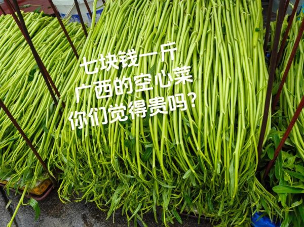 空心菜图片大全大图真实_空心菜怎么挑选最新鲜-第3张图片-山城妙识 空心菜图片大全大图真实_空心菜怎么挑选最新鲜-第3张图片-山城妙识