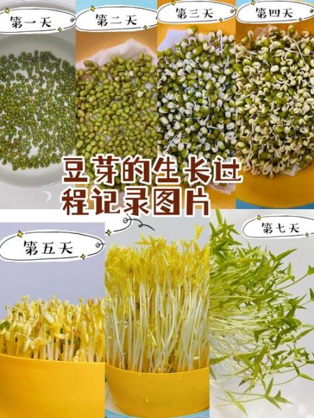 黄豆芽怎么发芽_黄豆芽发芽需要几天-第1张图片-山城妙识