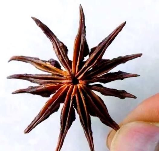 野生八角长什么样_野生八角与家种八角区别-第2张图片-山城妙识