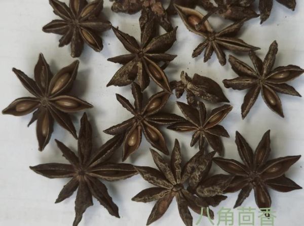 野生八角长什么样_野生八角与家种八角区别-第3张图片-山城妙识