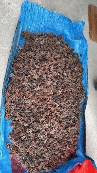 野生八角长什么样_野生八角与家种八角区别-第1张图片-山城妙识