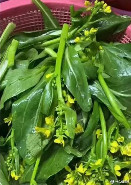 广东菜心什么时候播种_广东菜心种植技术-第1张图片-山城妙识