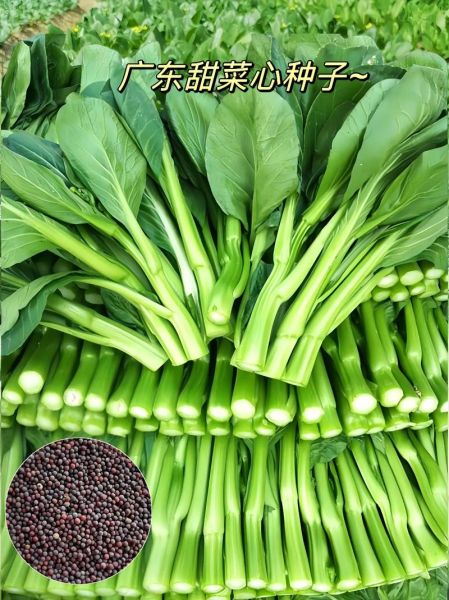 广东菜心什么时候播种_广东菜心种植技术-第2张图片-山城妙识