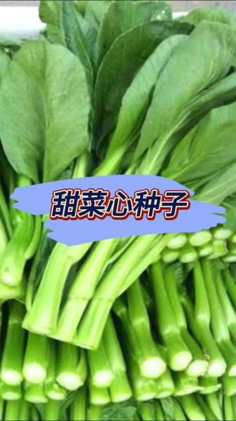 广东菜心什么时候播种_广东菜心种植技术-第3张图片-山城妙识