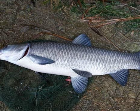 青鱼长什么样子_青鱼图片特征-第3张图片-山城妙识