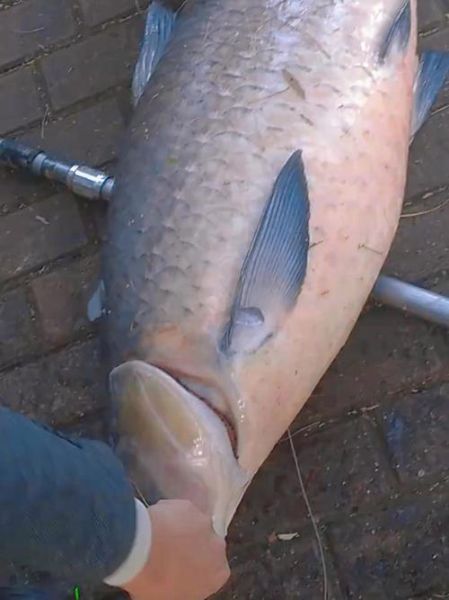 青鱼长什么样子_青鱼图片特征-第1张图片-山城妙识