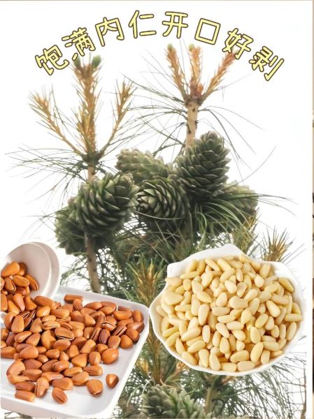 红松子仁的功效与作用_红松子仁怎么吃最好-第3张图片-山城妙识