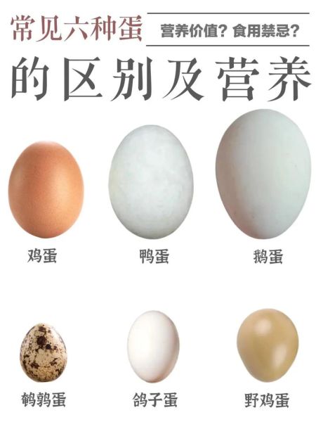 小孩长期吃鸽子蛋好不好_鸽子蛋营养价值-第1张图片-山城妙识