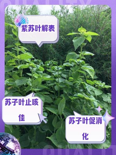 苏子叶泡水有什么功效_苏子叶泡水能减肥吗-第1张图片-山城妙识 苏子叶泡水有什么功效_苏子叶泡水能减肥吗-第1张图片-山城妙识