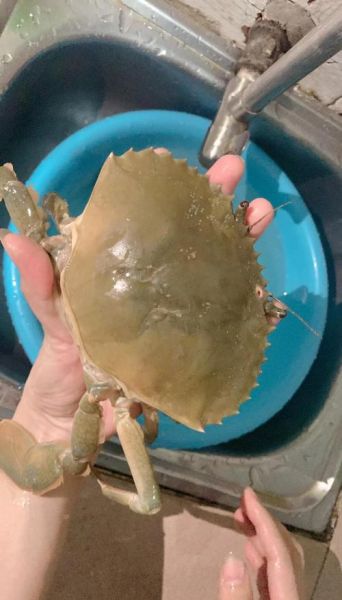 青蟹图片大全大图_高清实拍哪里找-第1张图片-山城妙识 青蟹图片大全大图_高清实拍哪里找-第1张图片-山城妙识