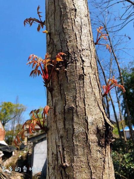 为什么不能砍香椿树_香椿树风水禁忌-第3张图片-山城妙识