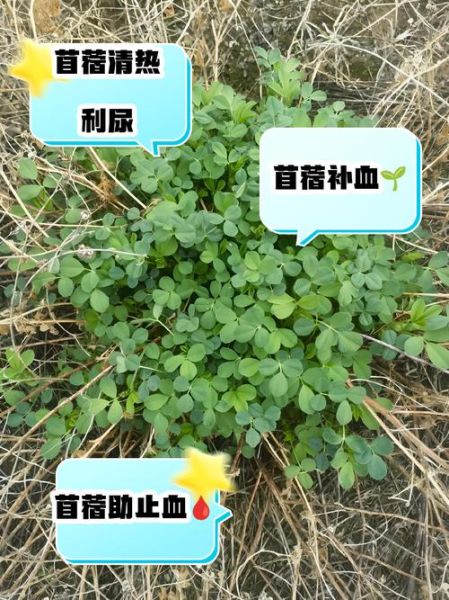 苜蓿菜和苜蓿草的区别_苜蓿菜可以当牧草吗-第3张图片-山城妙识