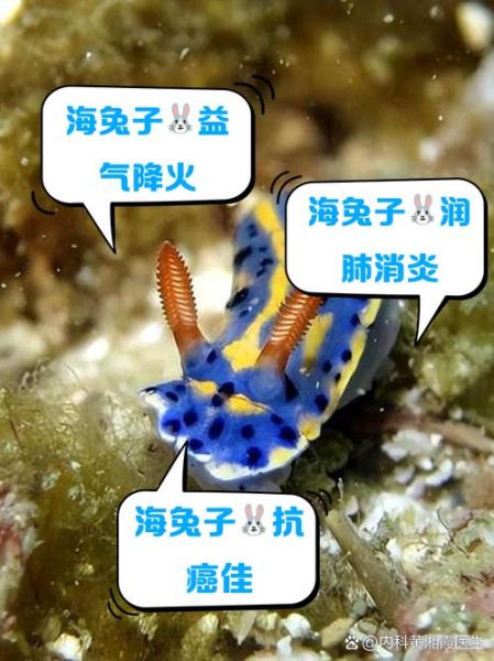 小海兔的营养价值_小海兔有哪些功效-第1张图片-山城妙识