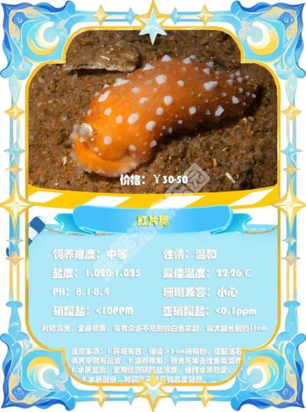 小海兔的营养价值_小海兔有哪些功效-第3张图片-山城妙识