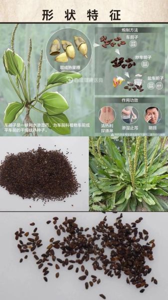 车前子长什么样_车前子真假辨别方法-第1张图片-山城妙识