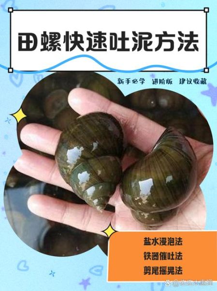 田螺怎么清洗干净_田螺的家常做法-第2张图片-山城妙识