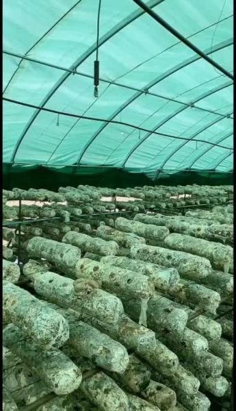 食用菌种植成本与利润_一亩地能赚多少钱-第3张图片-山城妙识