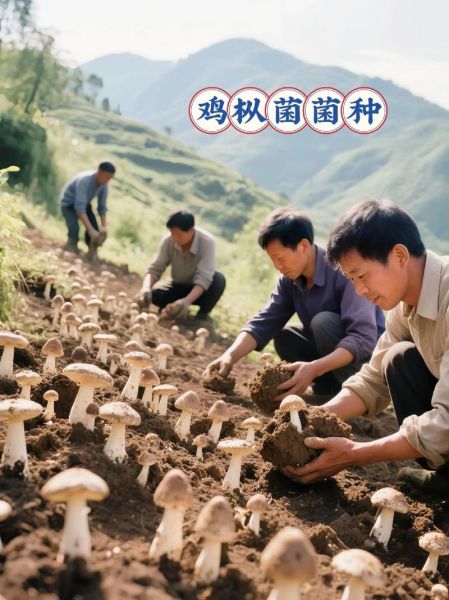 食用菌种植成本与利润_一亩地能赚多少钱-第2张图片-山城妙识