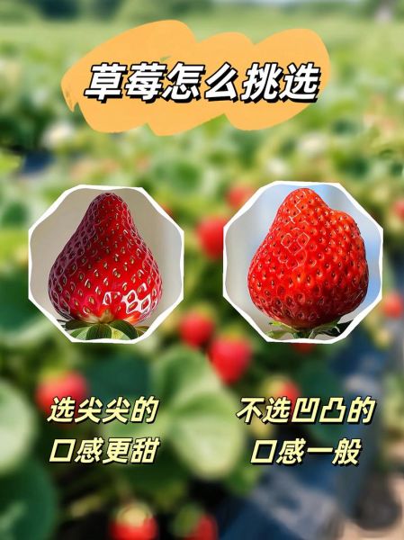 最好吃的草莓品种有哪些_如何挑选最甜的草莓-第2张图片-山城妙识 最好吃的草莓品种有哪些_如何挑选最甜的草莓-第2张图片-山城妙识
